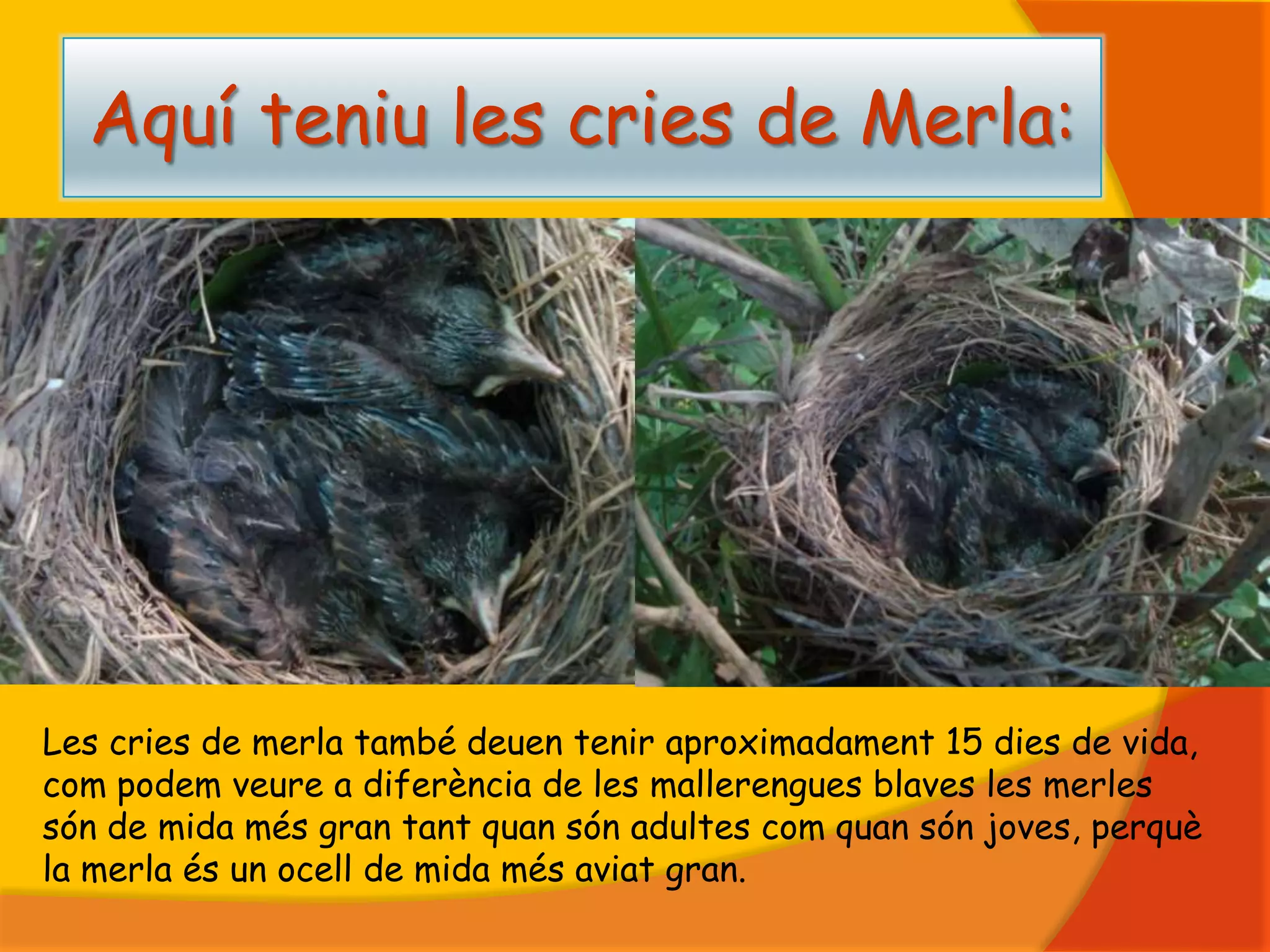 Annellament d’ocells | PPT