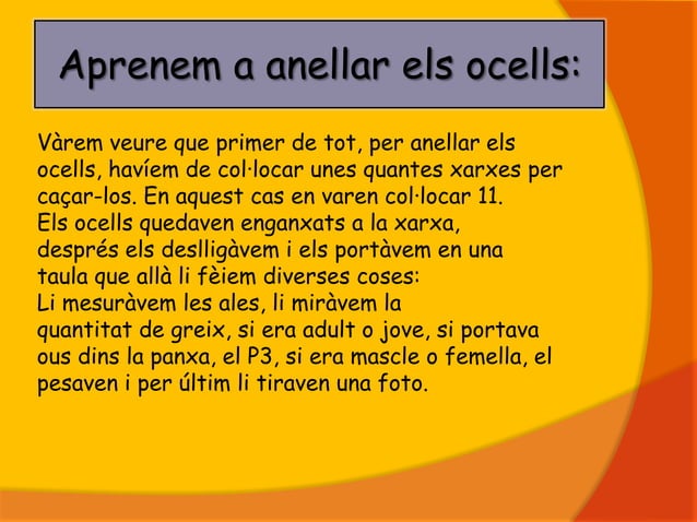 Annellament d’ocells | PPT