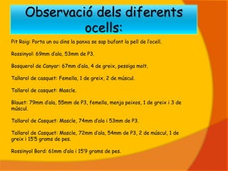 Annellament d’ocells | PPT