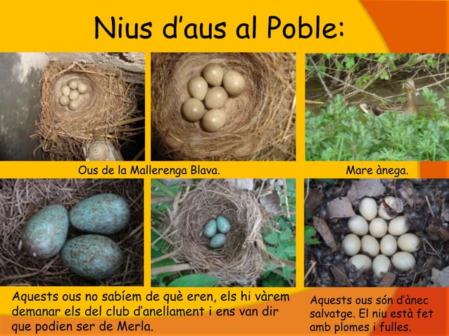 Annellament d’ocells | PPT