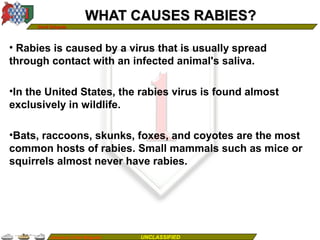Rabies Education | PPT | Infectious Diseases | Diseases and Conditions