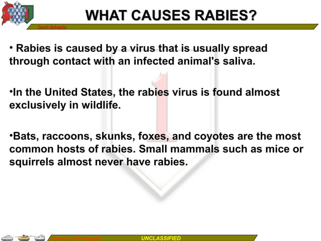 Rabies Education | PPT | Infectious Diseases | Diseases and Conditions