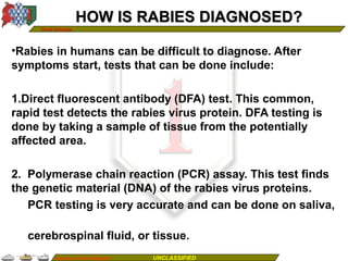Rabies Education | PPT | Infectious Diseases | Diseases and Conditions