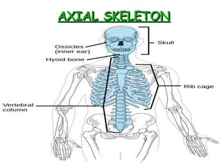 SKELETAL SYSTEM PP for Kids | PPT