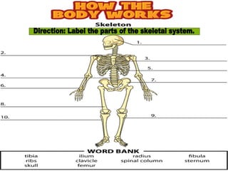 Skeletal System For Kids Without Label