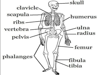 Skeletal System For Grade 4