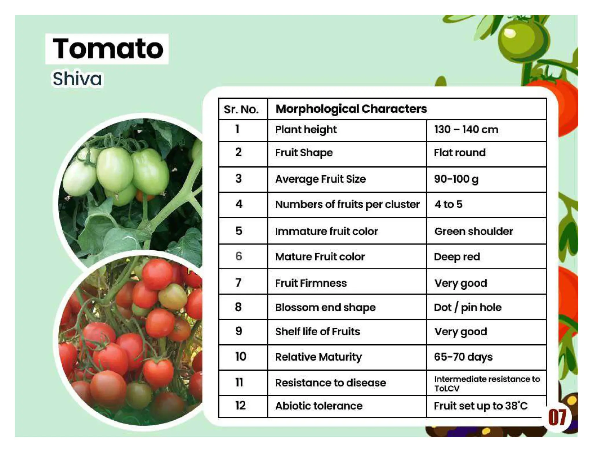 ANNI SEEDS "Nurturing the Earth, Feeding the World" | PPT