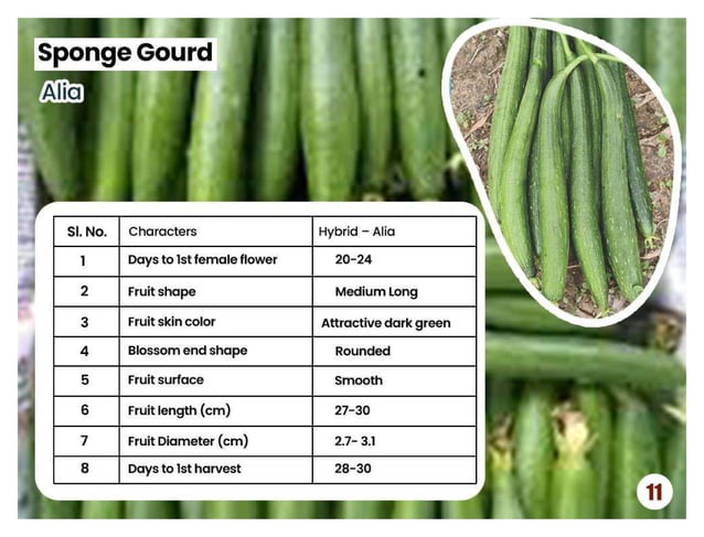 ANNI SEEDS "Nurturing the Earth, Feeding the World" | PPT