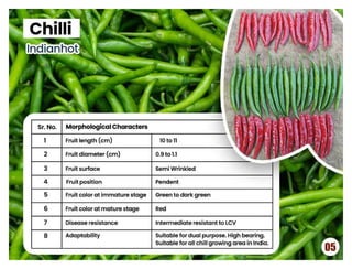 ANNI SEEDS "Nurturing the Earth, Feeding the World" | PPT