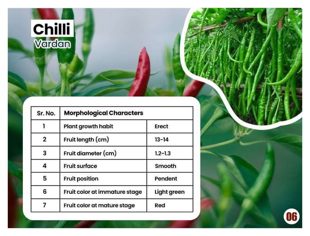 ANNI SEEDS "Nurturing the Earth, Feeding the World" | PPT