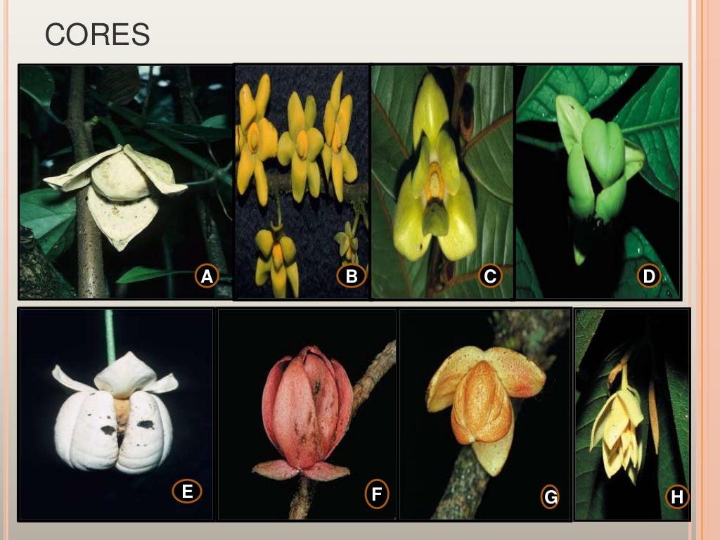Caractéristicas da família Annonaceae