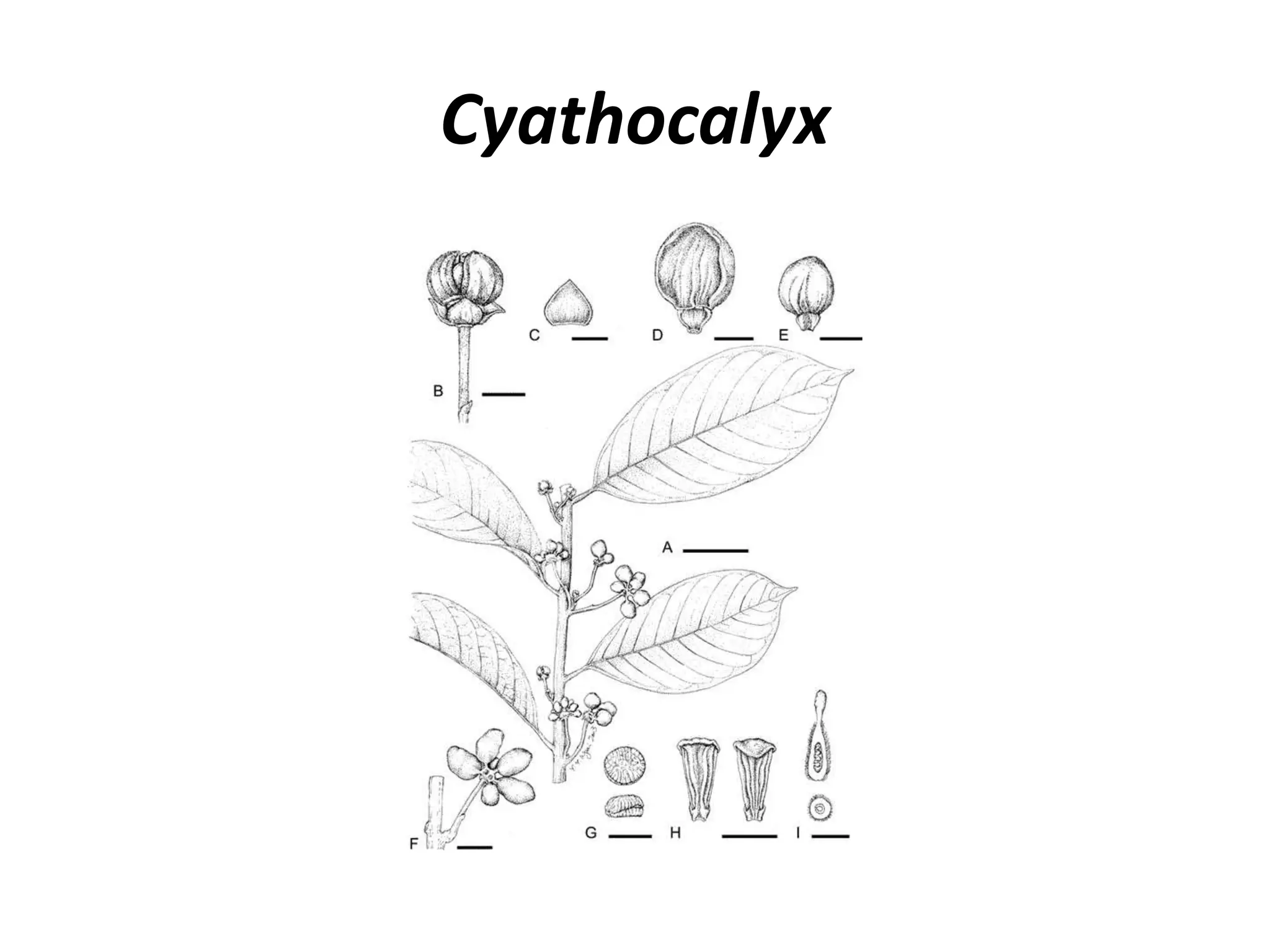 Annonaceae | PPTX