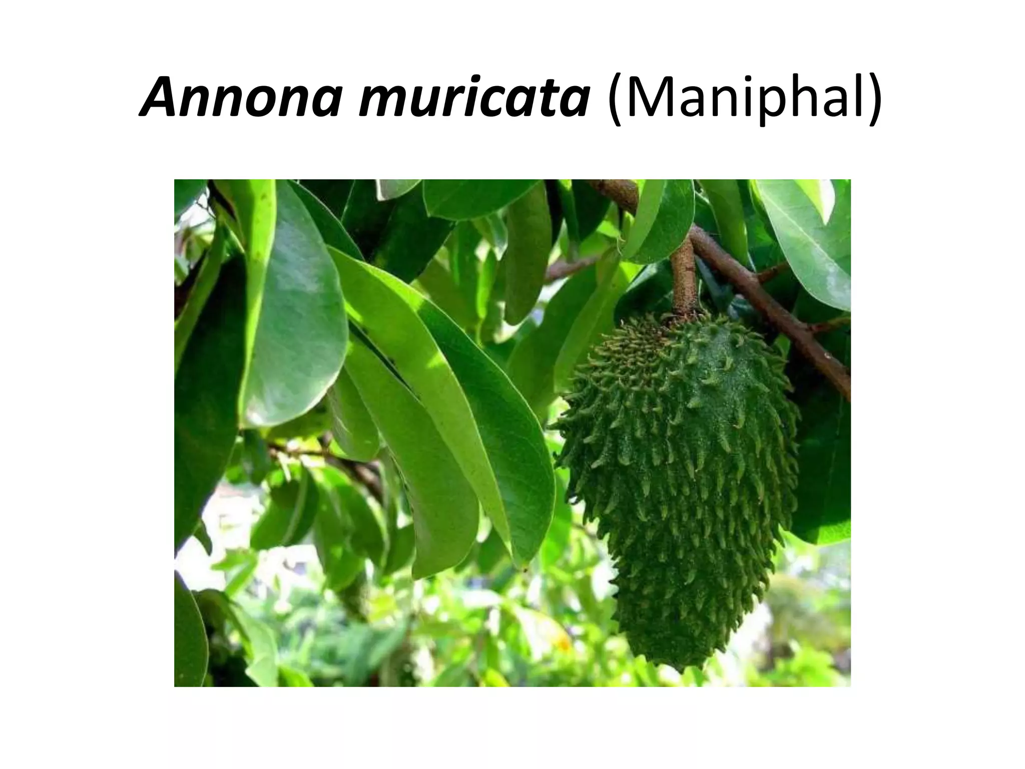 Annonaceae | PPTX