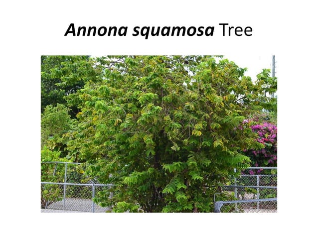 Annonaceae | PPTX | Gardening | Home & Garden
