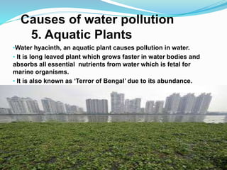 Effects Of Water Pollution On Plants