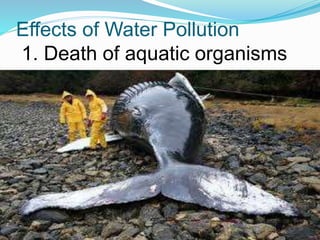 Effects Of Water Pollution On Animals