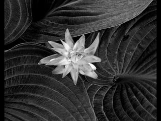 Annual Photo Contest by Smithsonian Magazine