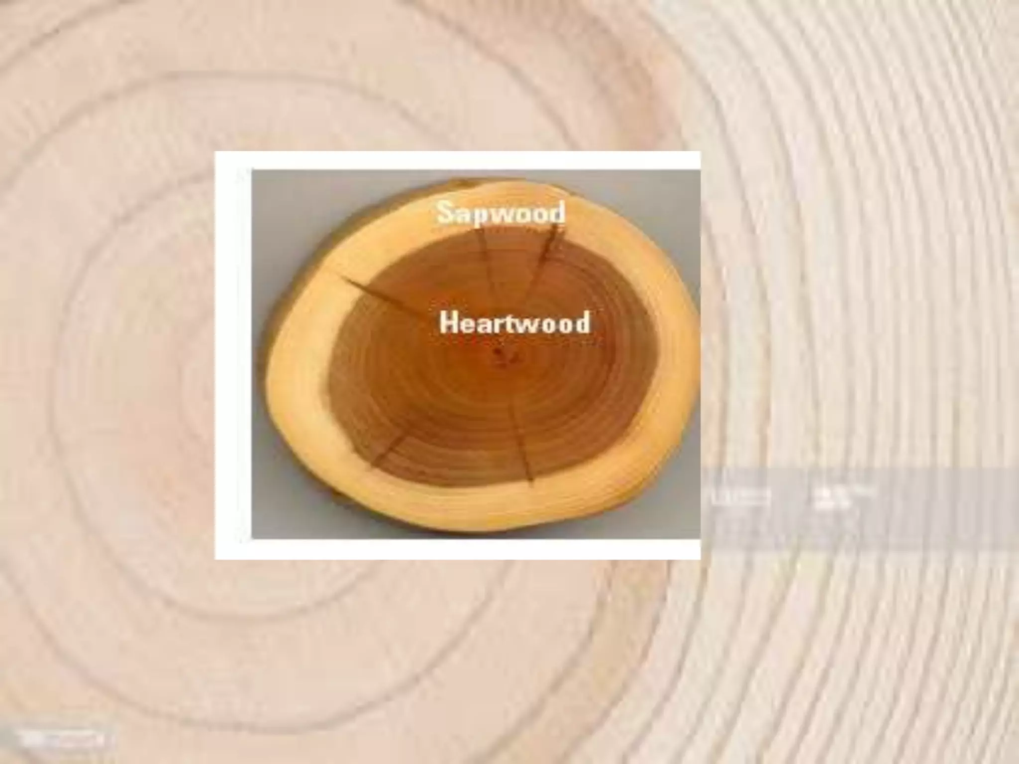 Annual ring and wood | PPTX
