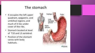 annus gastritis.pptx | Digestive Disorders | Diseases and Conditions