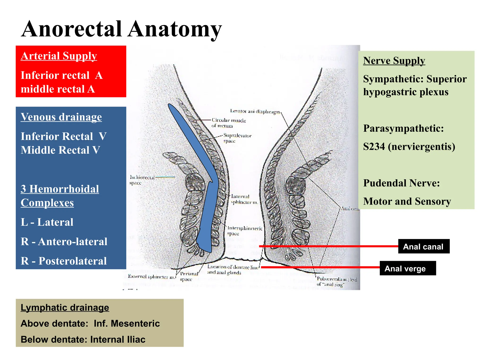 ano-rectal disorders (Background, Anatomy, Pathophysiology ...