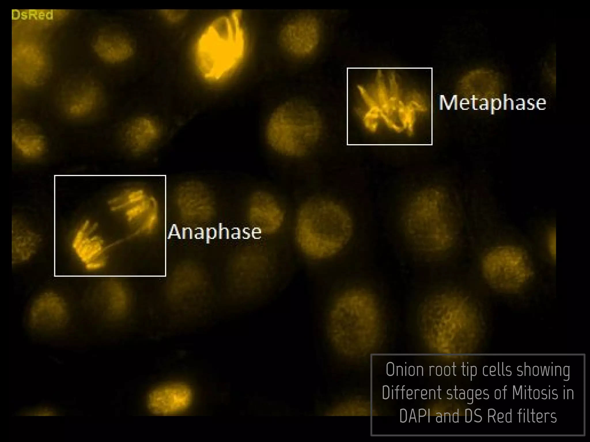 ANO cell stains azooka-dyes | PDF | Gardening | Home & Garden