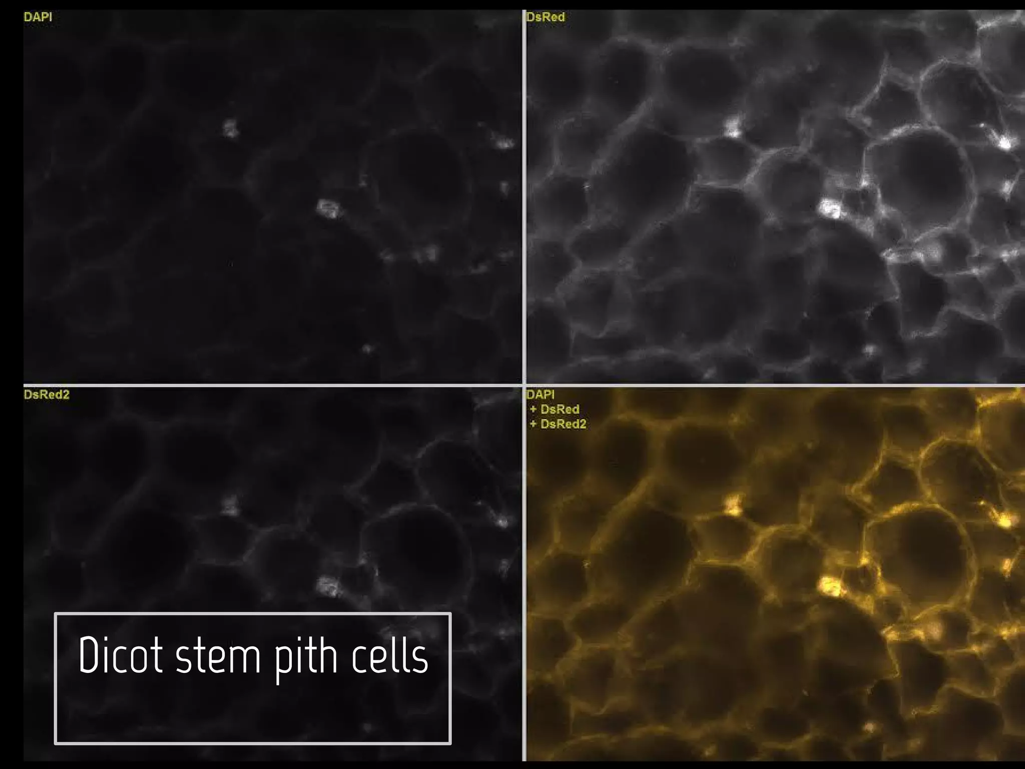ANO cell stains azooka-dyes | PDF | Gardening | Home & Garden