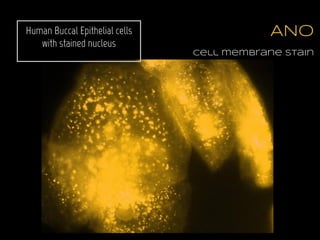 ANO cell stains azooka-dyes | PDF