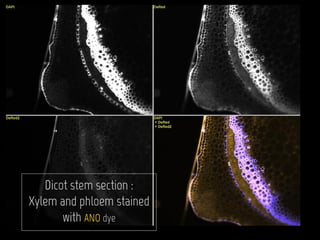 ANO cell stains azooka-dyes | PDF