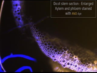 ANO cell stains azooka-dyes | PDF