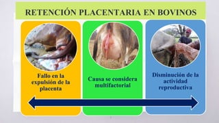 Retención De Placenta En Bovinos :: R.vet – FDOMF