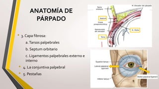 Anomalias congenitas de los parpados | PPTX