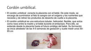 ANOMALIAS DEL CORDON UMBILICAL. GINECOLOGÍA | PPTX