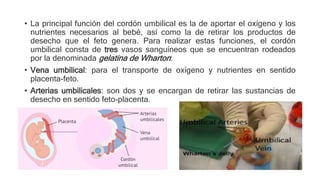 ANOMALIAS DEL CORDON UMBILICAL. GINECOLOGÍA | PPTX