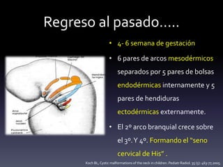 Quistes los arcos branquiales | PPTX
