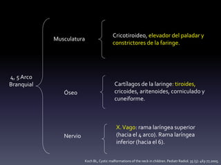 Quistes los arcos branquiales | PPTX