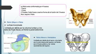 obstetricia ANOMALIAS DE PELVIS Mrl.pptx