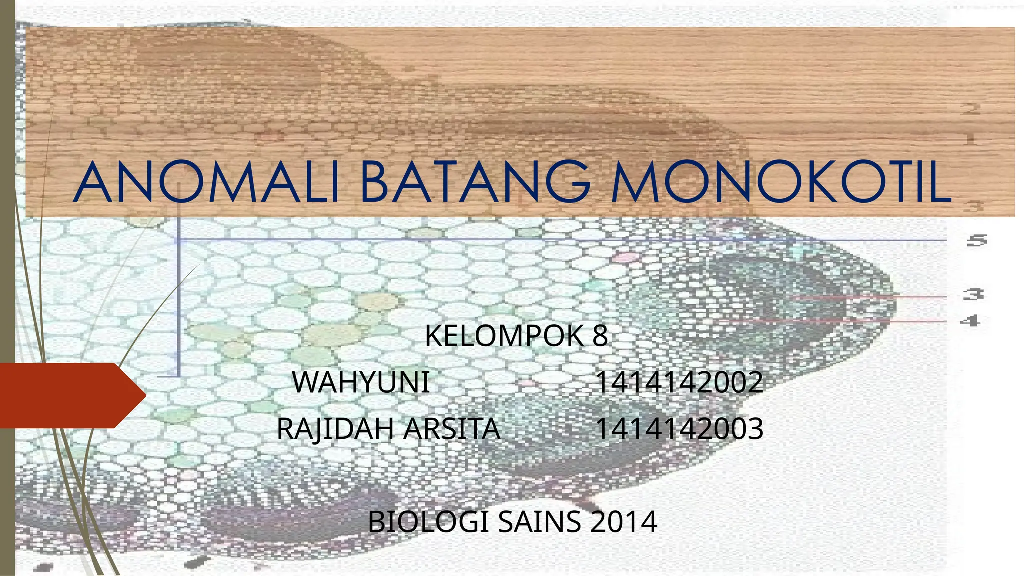 BIOLOGI TUMBUHAN ANOMALI BATANG MONOKOTIL.pptx