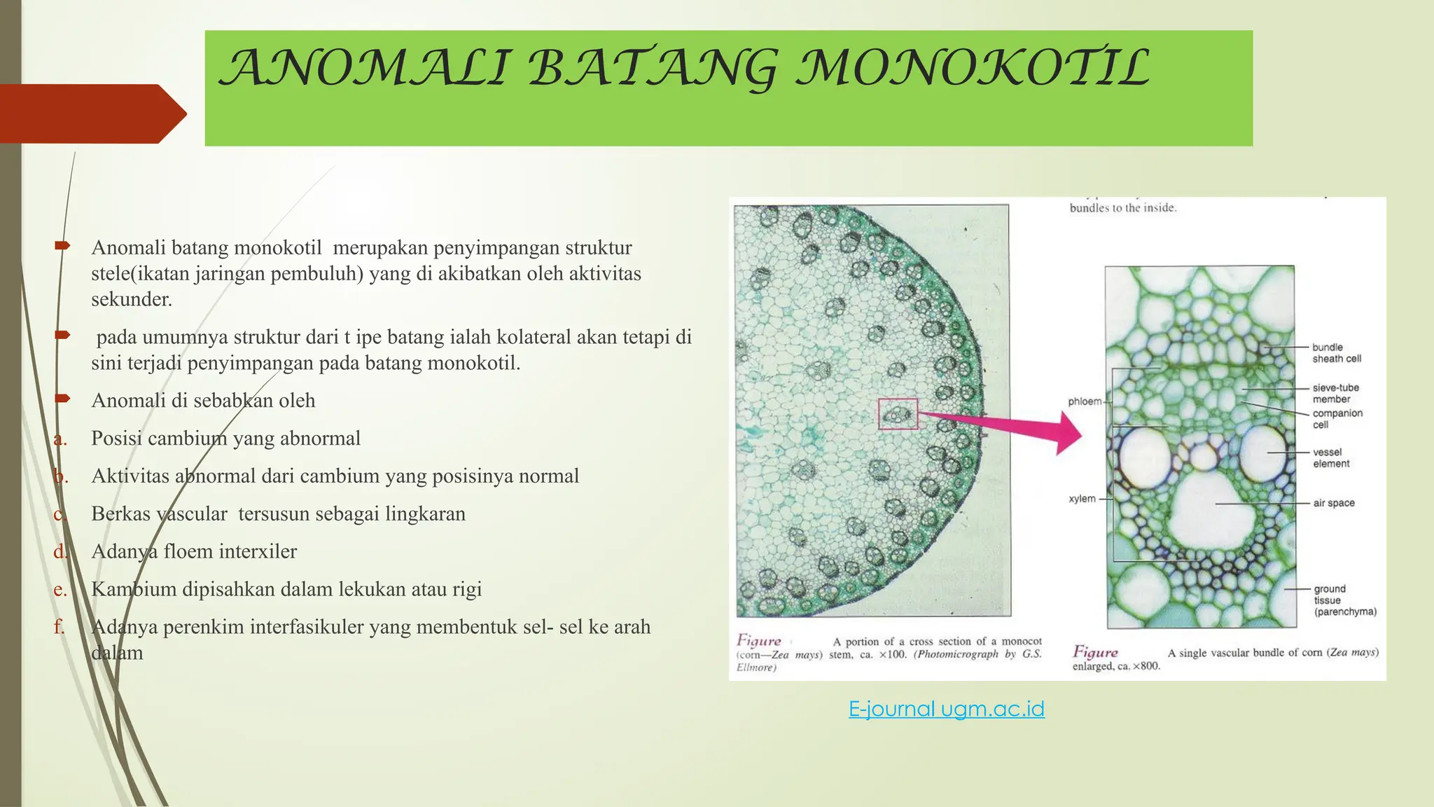 BIOLOGI TUMBUHAN ANOMALI BATANG MONOKOTIL.pptx