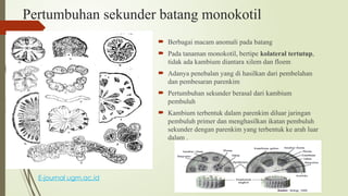 BIOLOGI TUMBUHAN ANOMALI BATANG MONOKOTIL.pptx