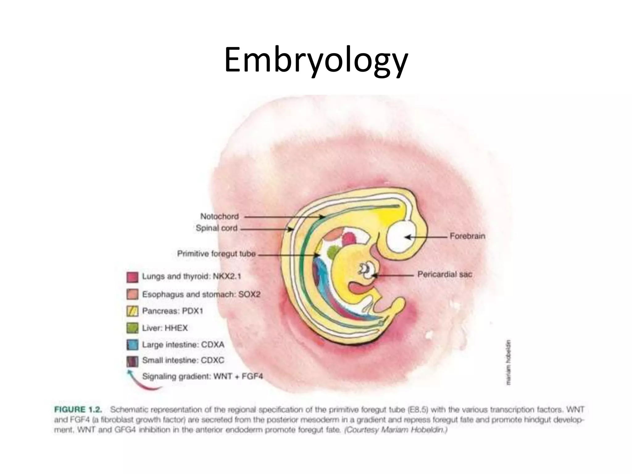 Anomalies of biliary tree | PPTX