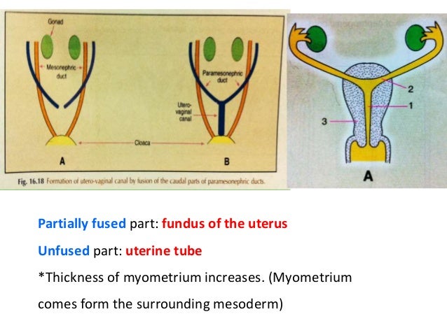 Embryology Of Female External Genitalia Vulva Diagram