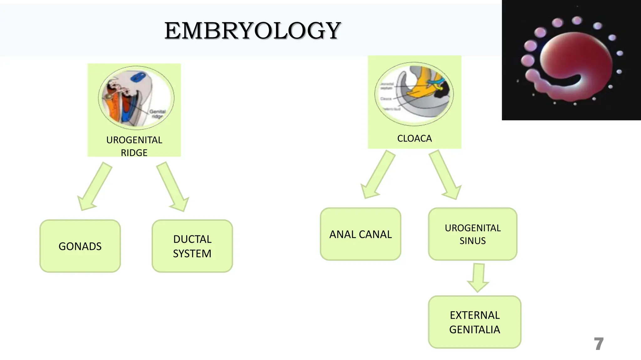Congenital anomalies of female genital tract.pptx