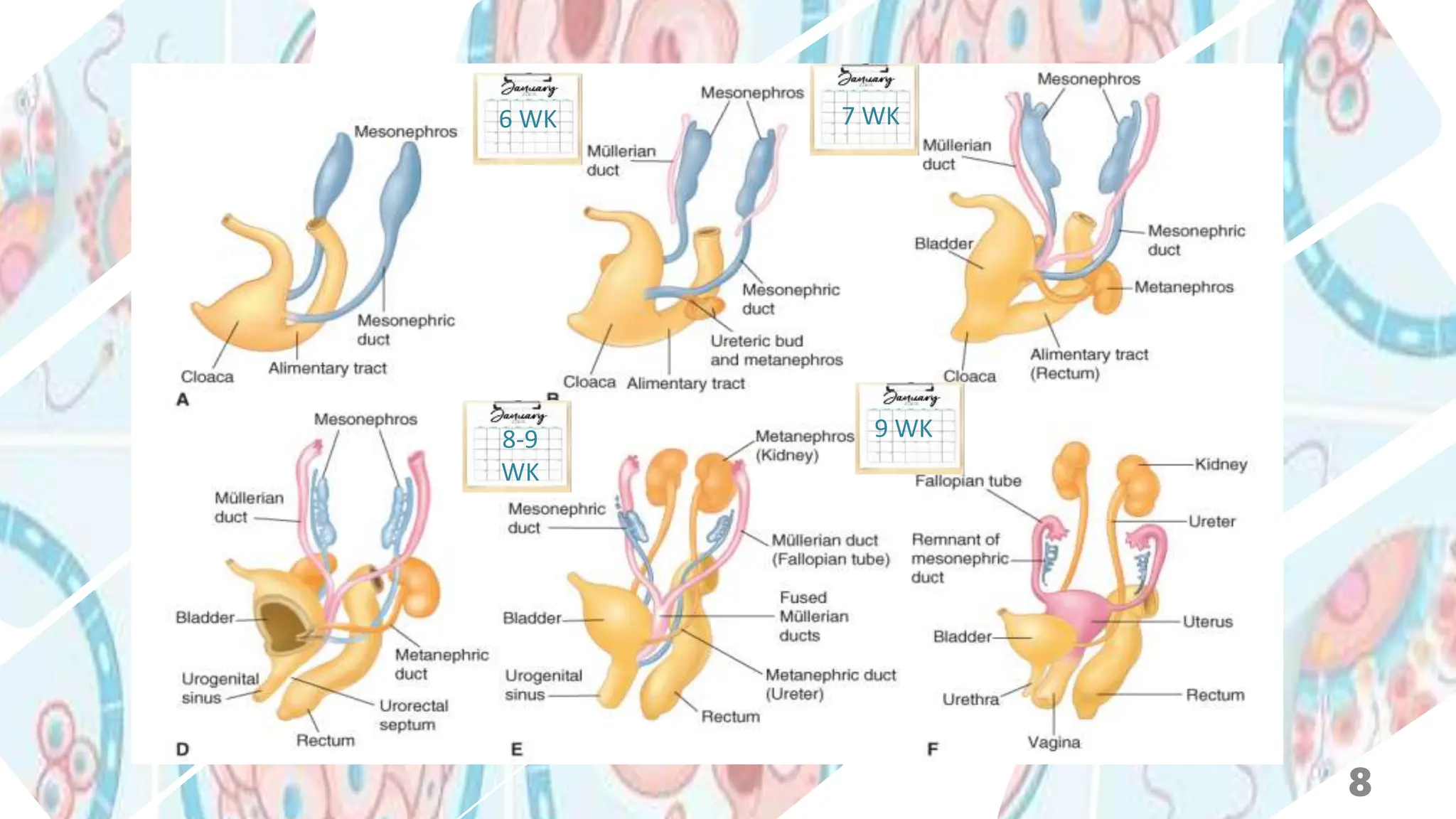 Congenital anomalies of female genital tract.pptx
