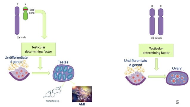 Congenital anomalies of female genital tract.pptx | Pregnancy ...