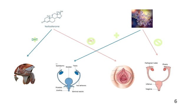 Congenital anomalies of female genital tract.pptx | Pregnancy ...