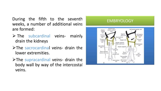 Anomalies of the systemic venous return.pptx | Heart and Cardiovascular ...