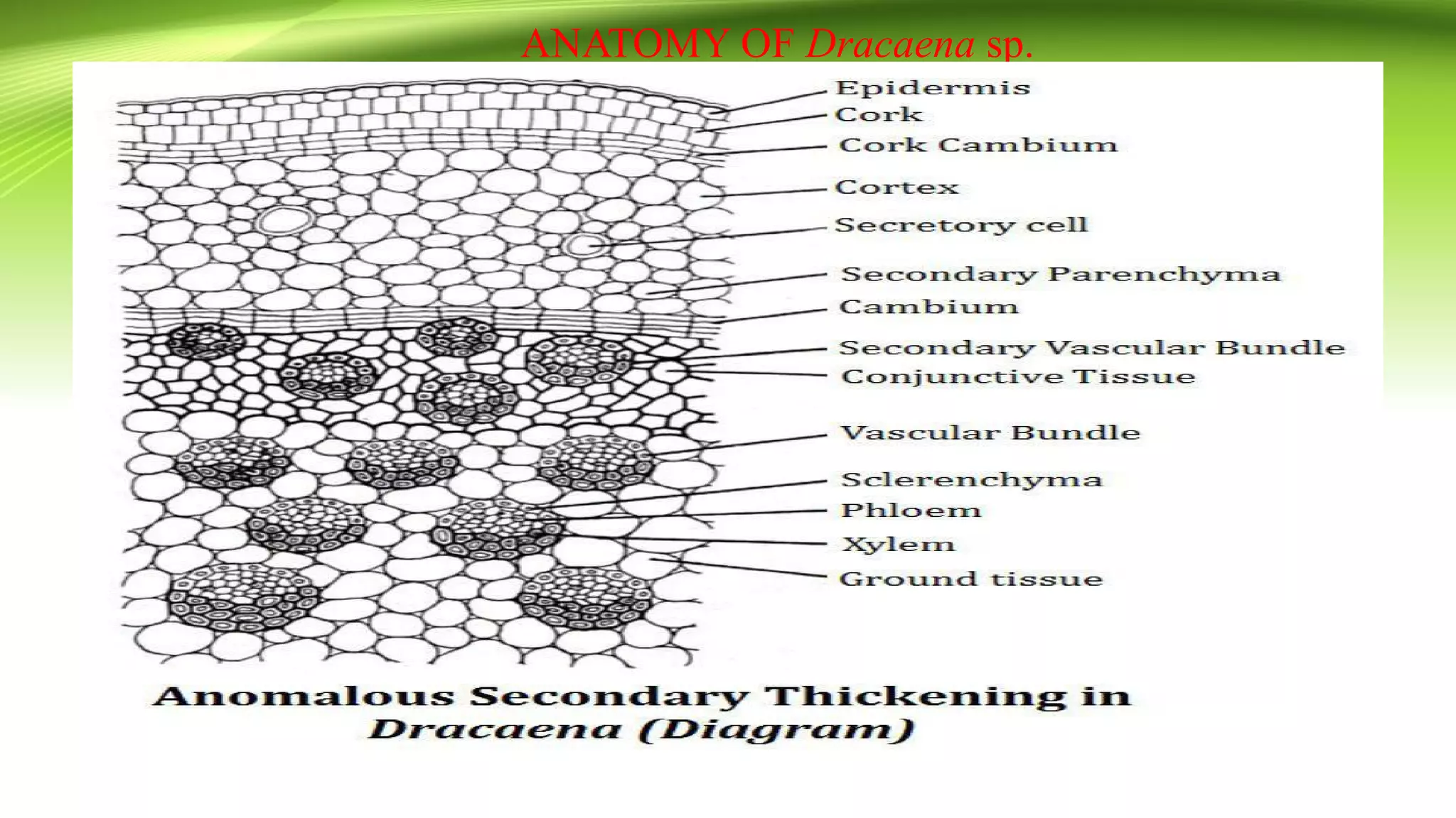 Anomalous secondary growth in Plants with special reference to Bignonia ...