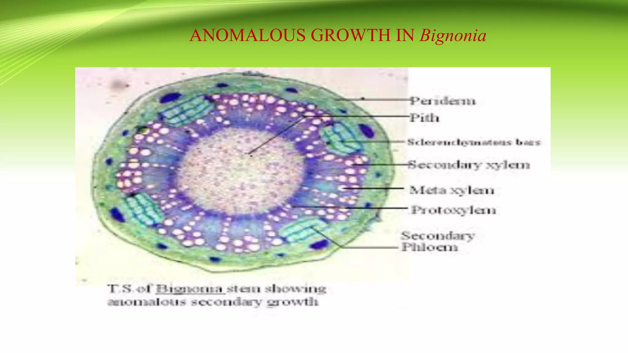 Anomalous secondary growth in Plants with special reference to Bignonia ...
