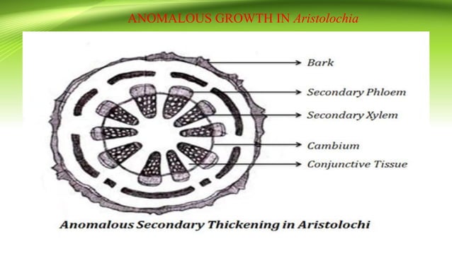 Anomalous secondary growth in Plants with special reference to Bignonia ...