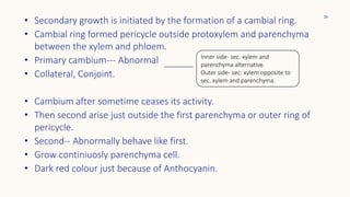 Anomalous secondary growth(Easy mind maps) | PDF